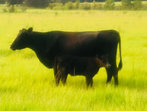 Organic Grass Fed Angus Beef For Sale | Florida Beef