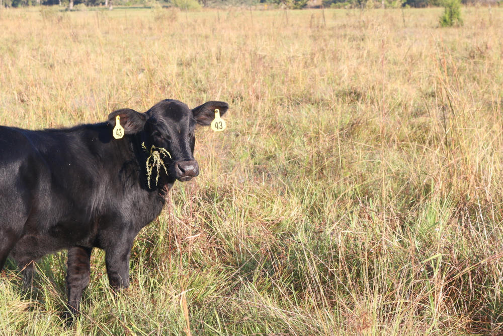 Organic Grass Fed Angus Beef For Sale | Florida Beef
